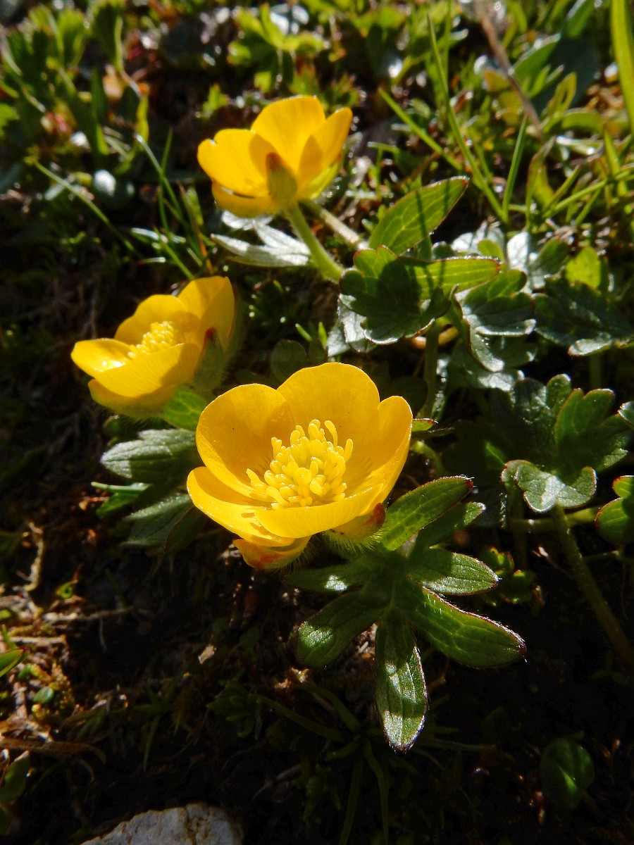Ranunculus montanus, Mountain Buttercup