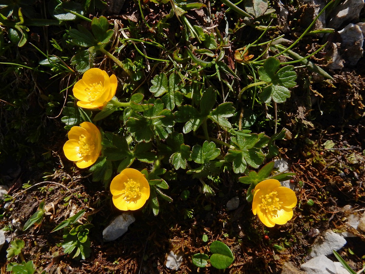 Ranunculus montanus, Mountain Buttercup