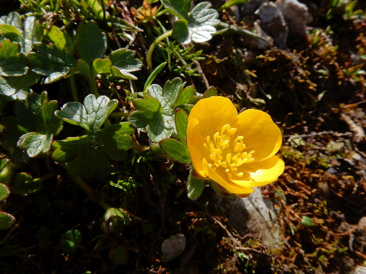 Ranunculus montanus, Mountain Buttercup