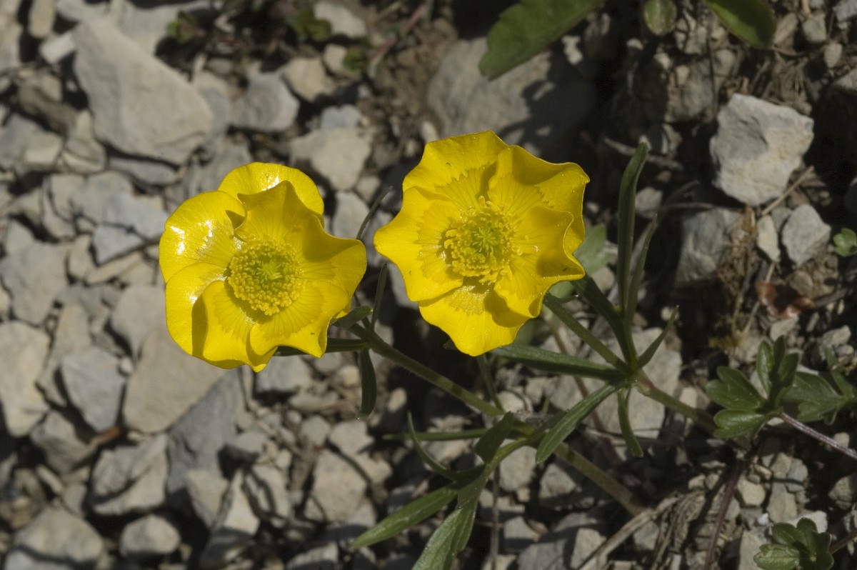 Ranunculus montanus, Mountain Buttercup