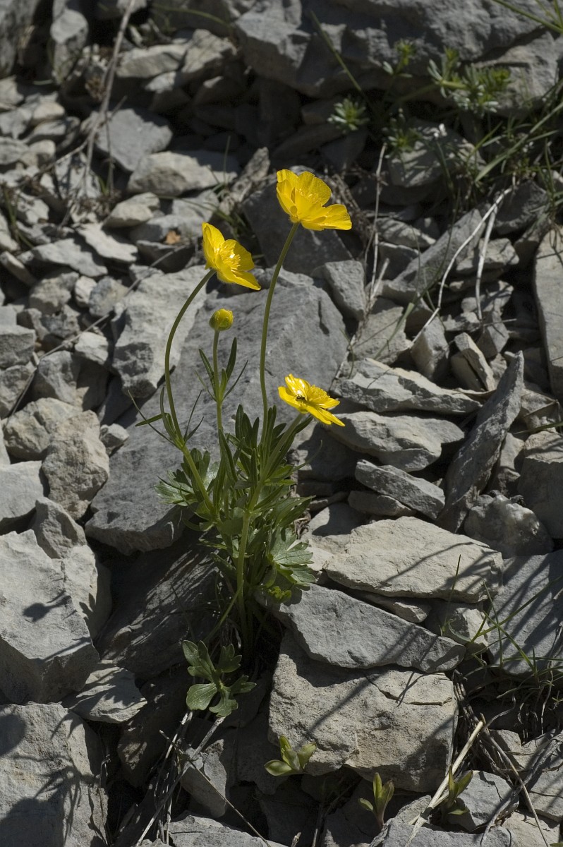 Ranunculus montanus, Mountain Buttercup