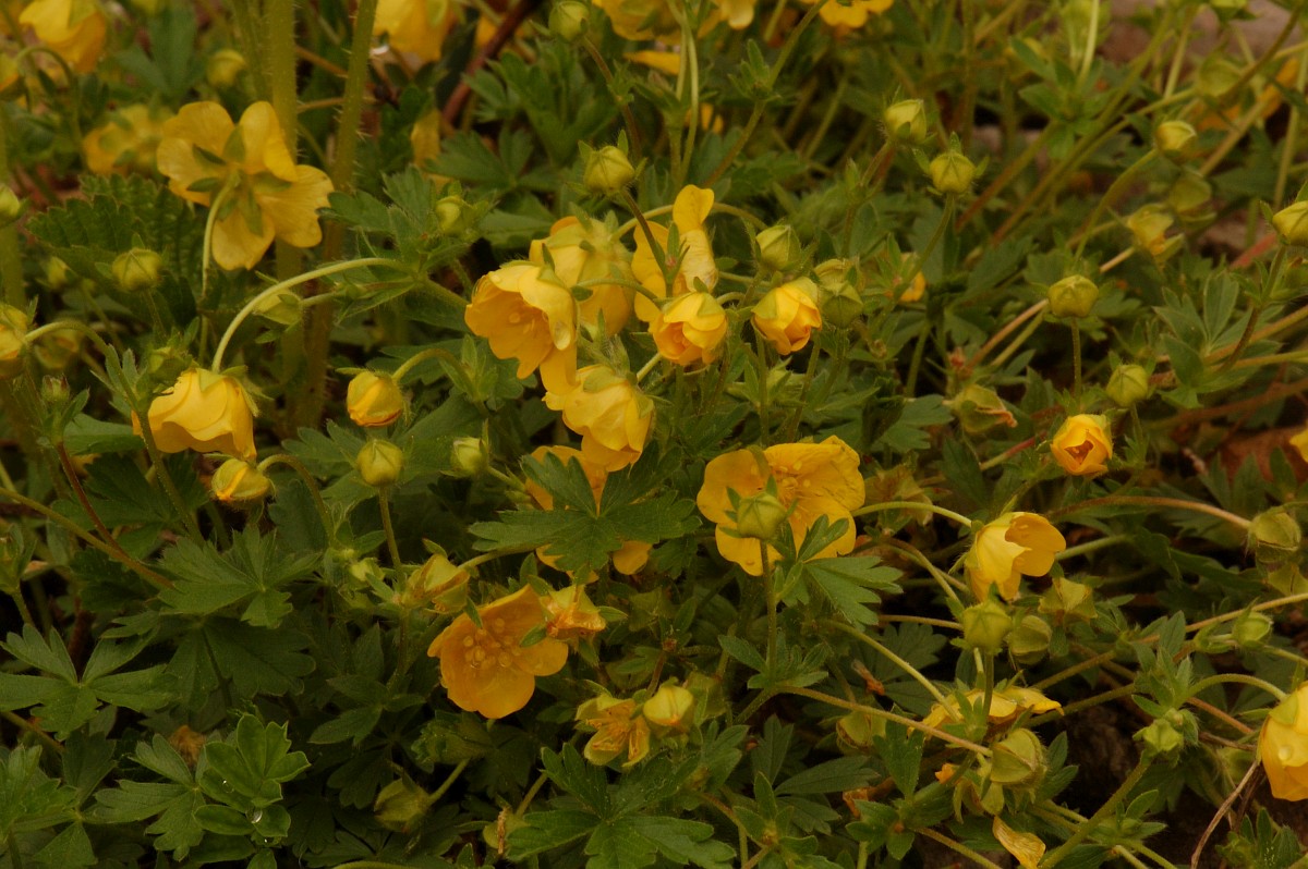 Ranunculus montanus, Mountain Buttercup