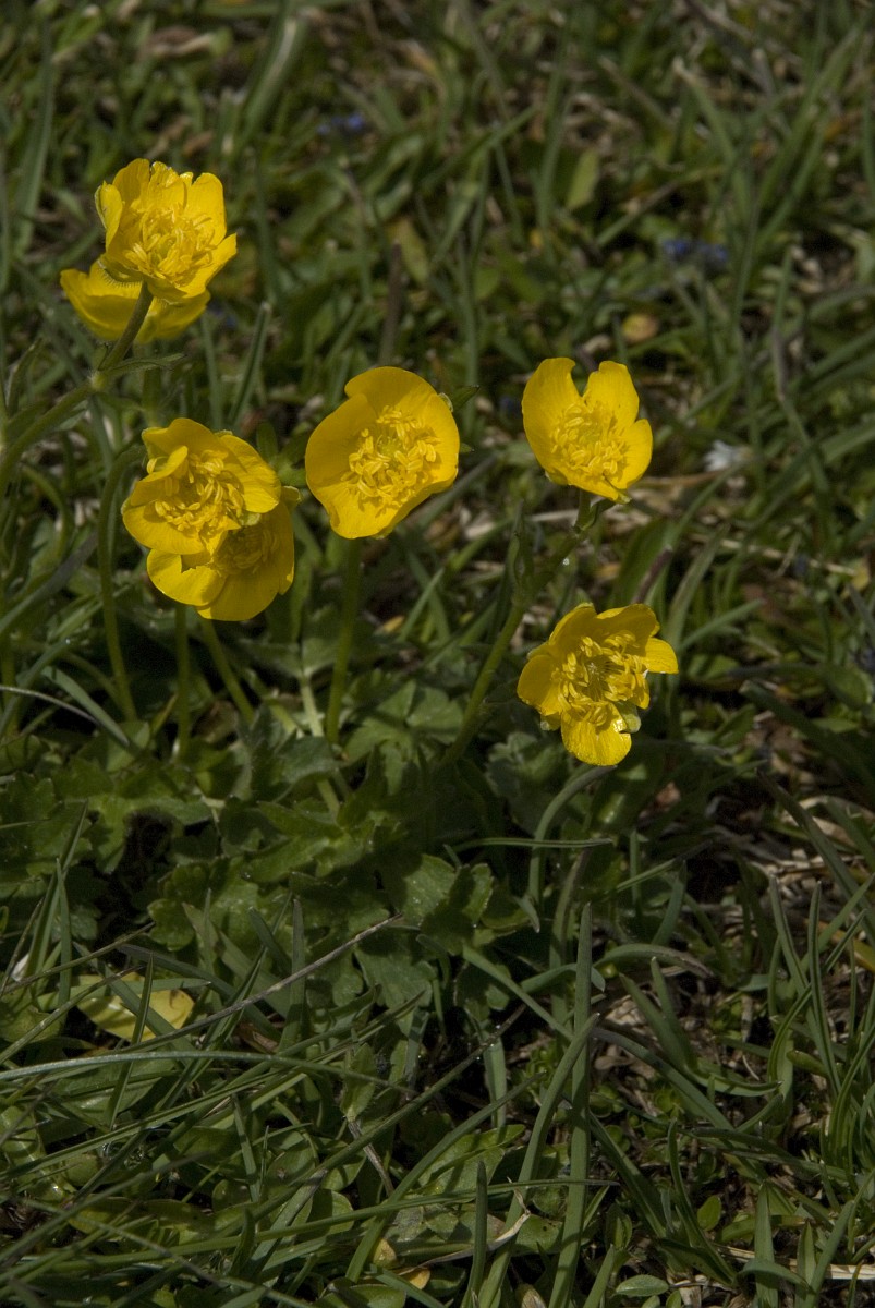 Ranunculus montanus, Mountain Buttercup