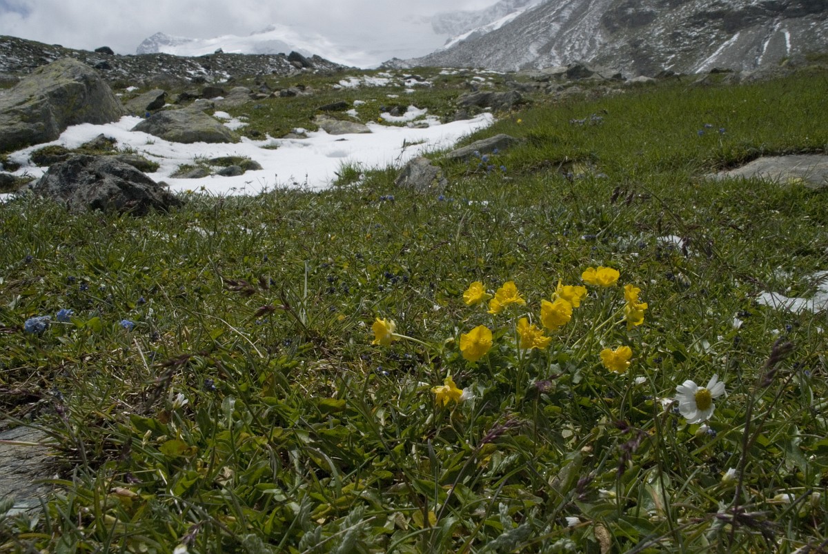 Ranunculus montanus, Mountain Buttercup