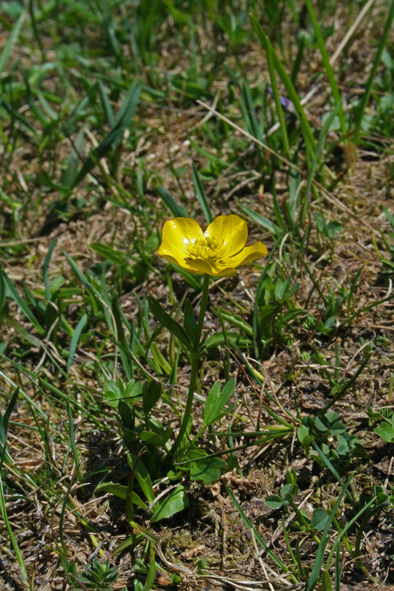 Ranunculus montanus, Mountain Buttercup