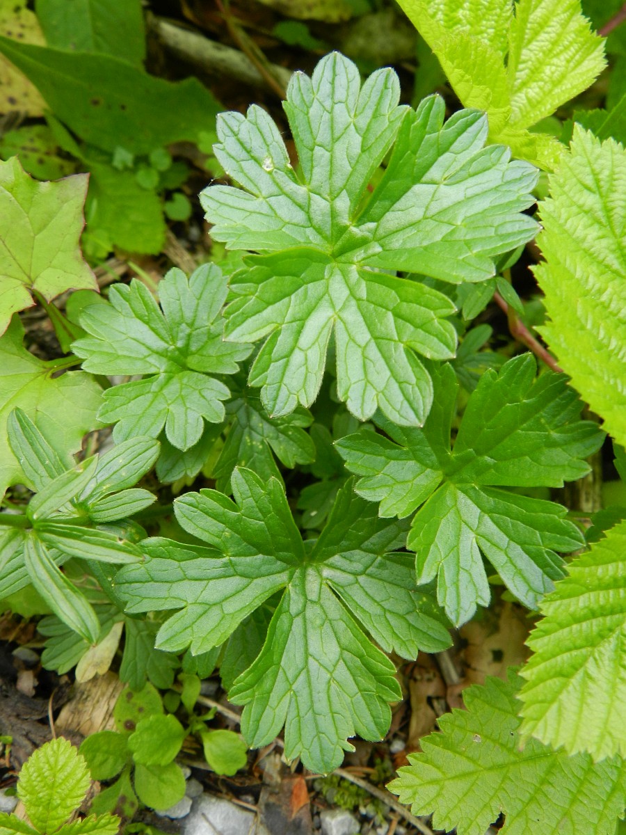 Ranunculus montanus, Mountain Buttercup