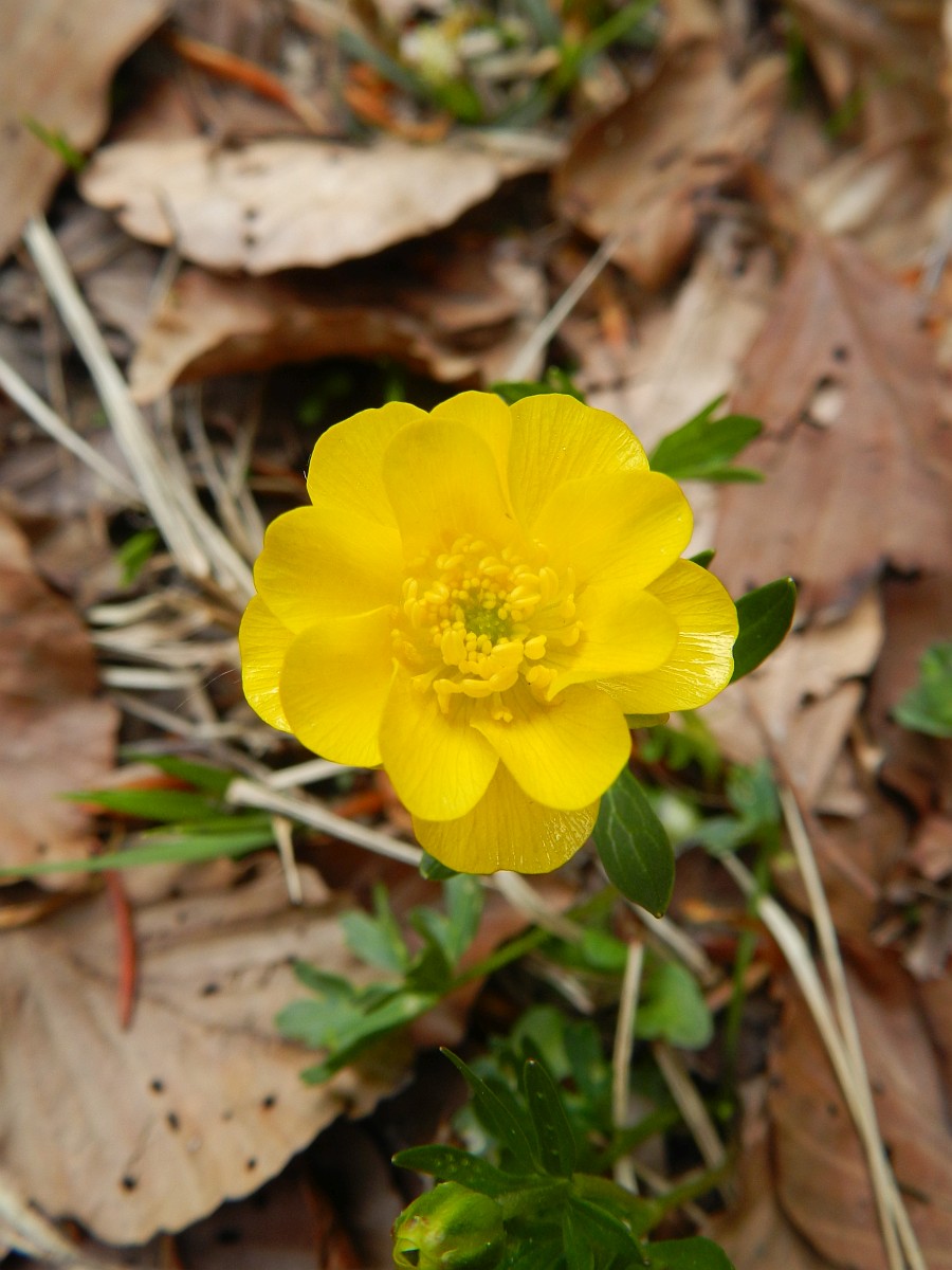 Ranunculus montanus, Mountain Buttercup