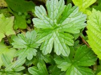 Ranunculus montanus, Mountain Buttercup