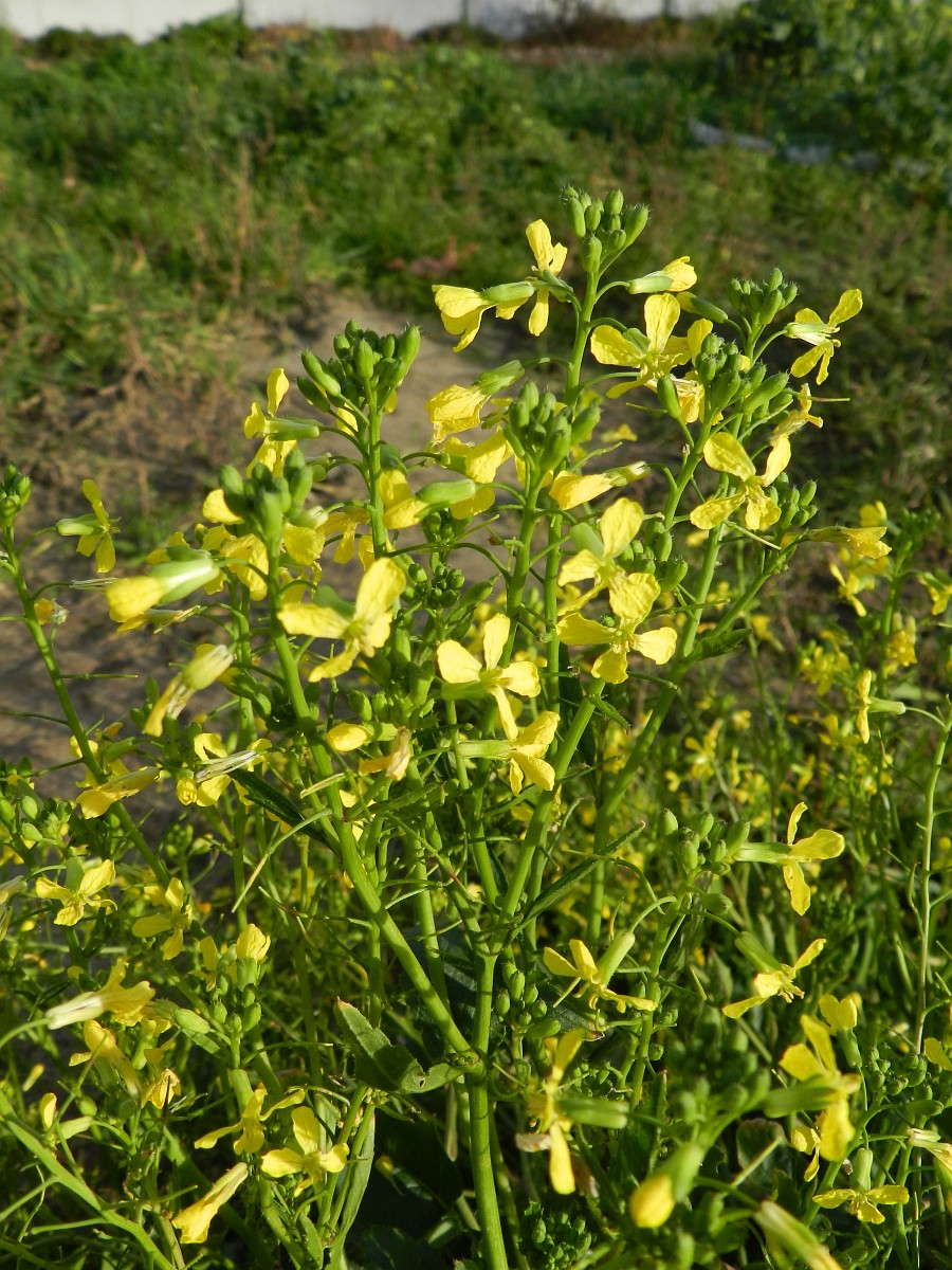 Raphanus raphanistrum, Wild Radish