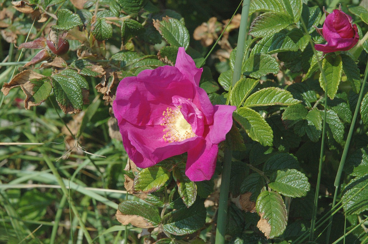 Rosa rugosa, Rugosa Rose