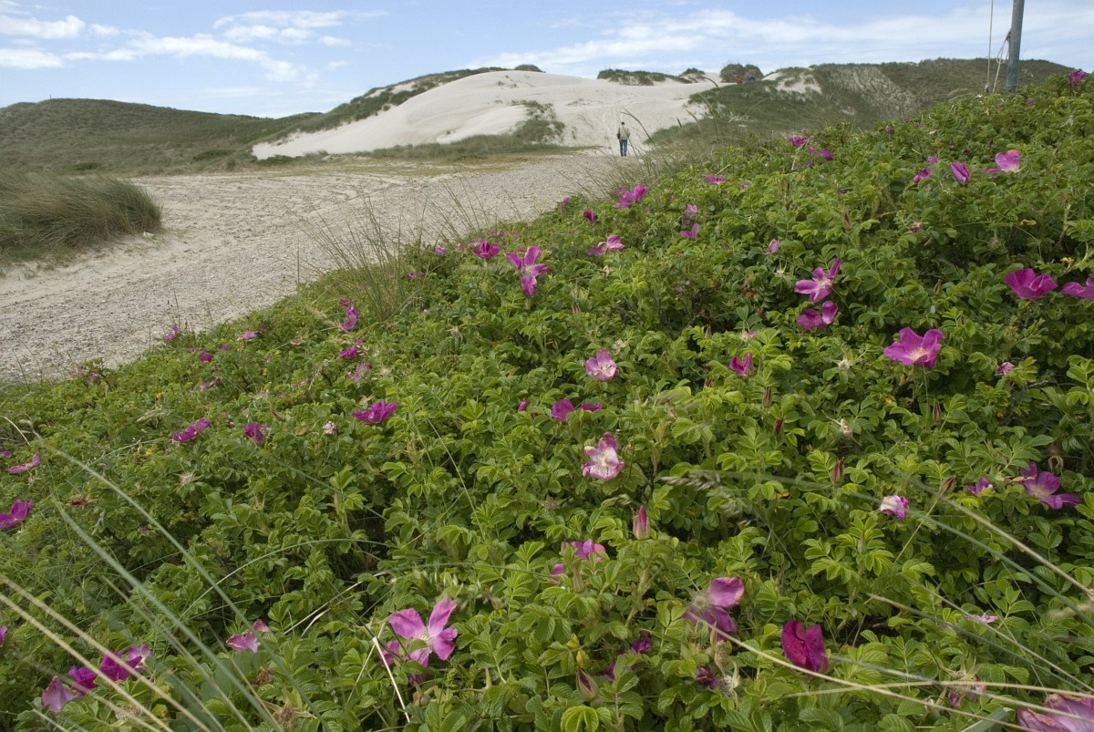 Rosa rugosa, Rugosa Rose