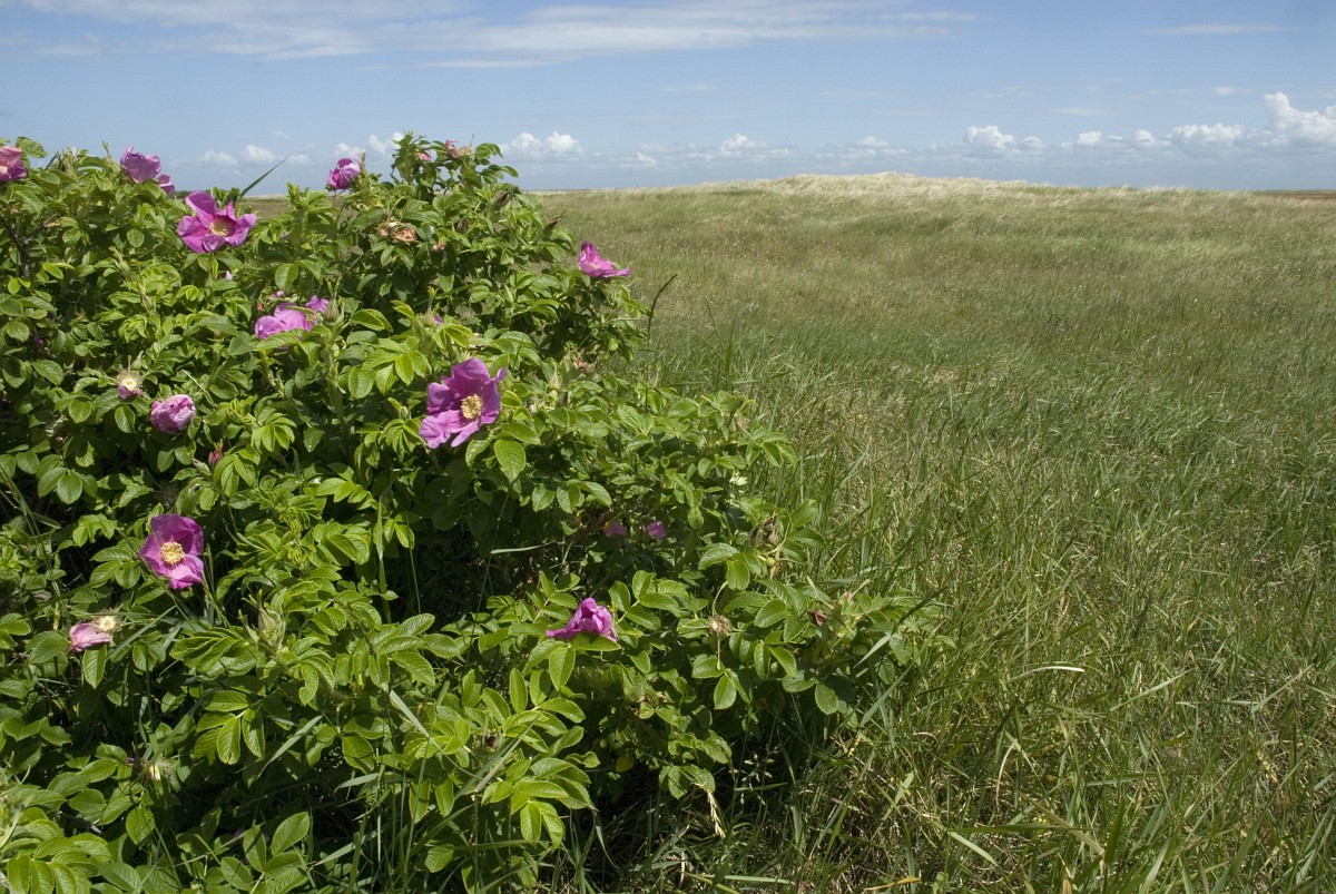 Rosa rugosa, Rugosa Rose
