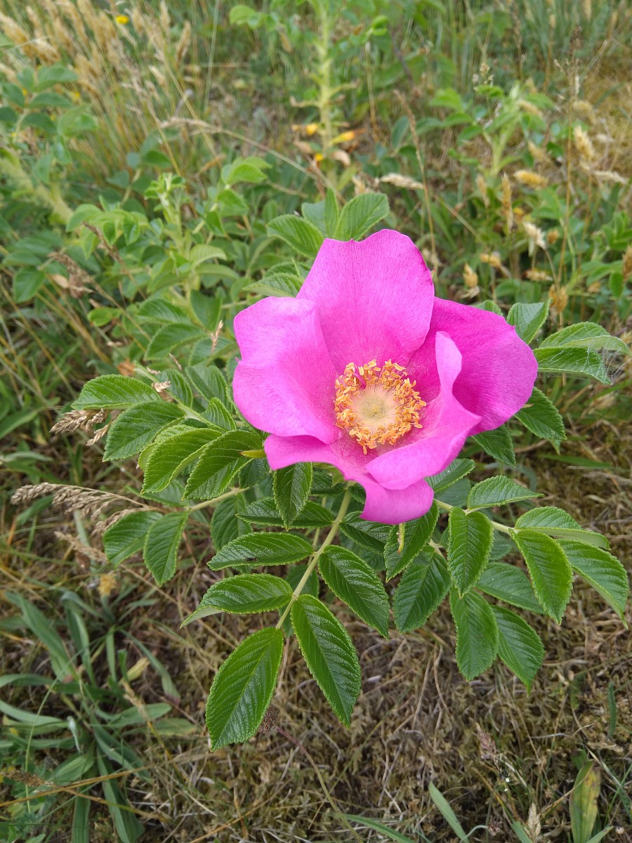 Rosa rugosa, Rugosa Rose