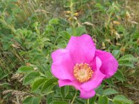 Rosa rugosa, Rugosa Rose