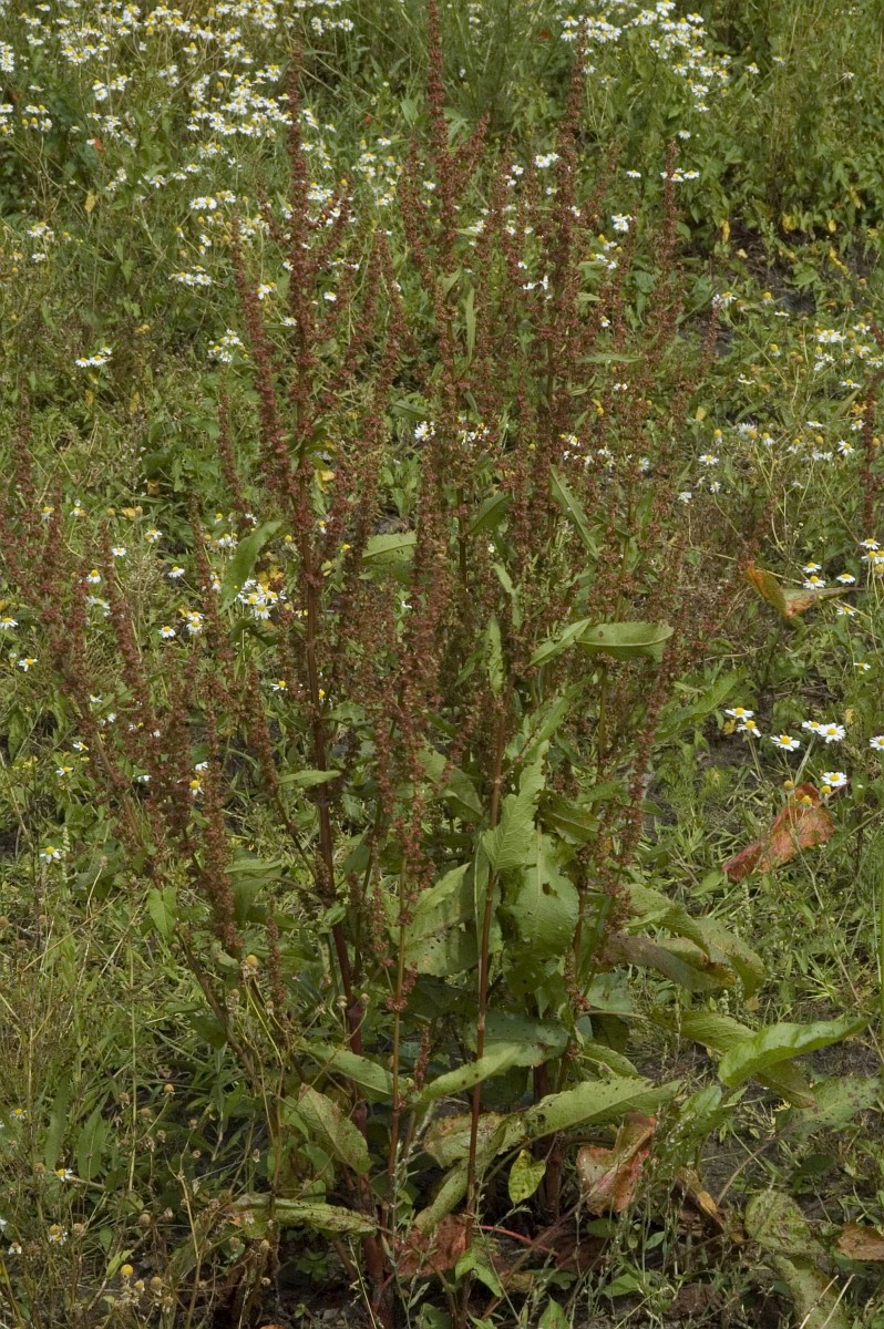 Rumex obtusifolius, Bitter Dock