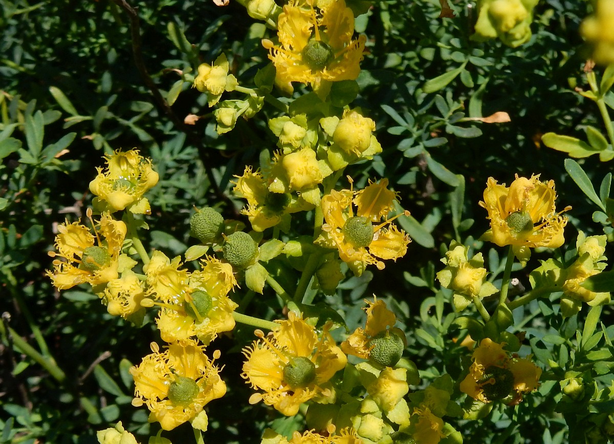 Ruta chalepensis, Fringed Rue
