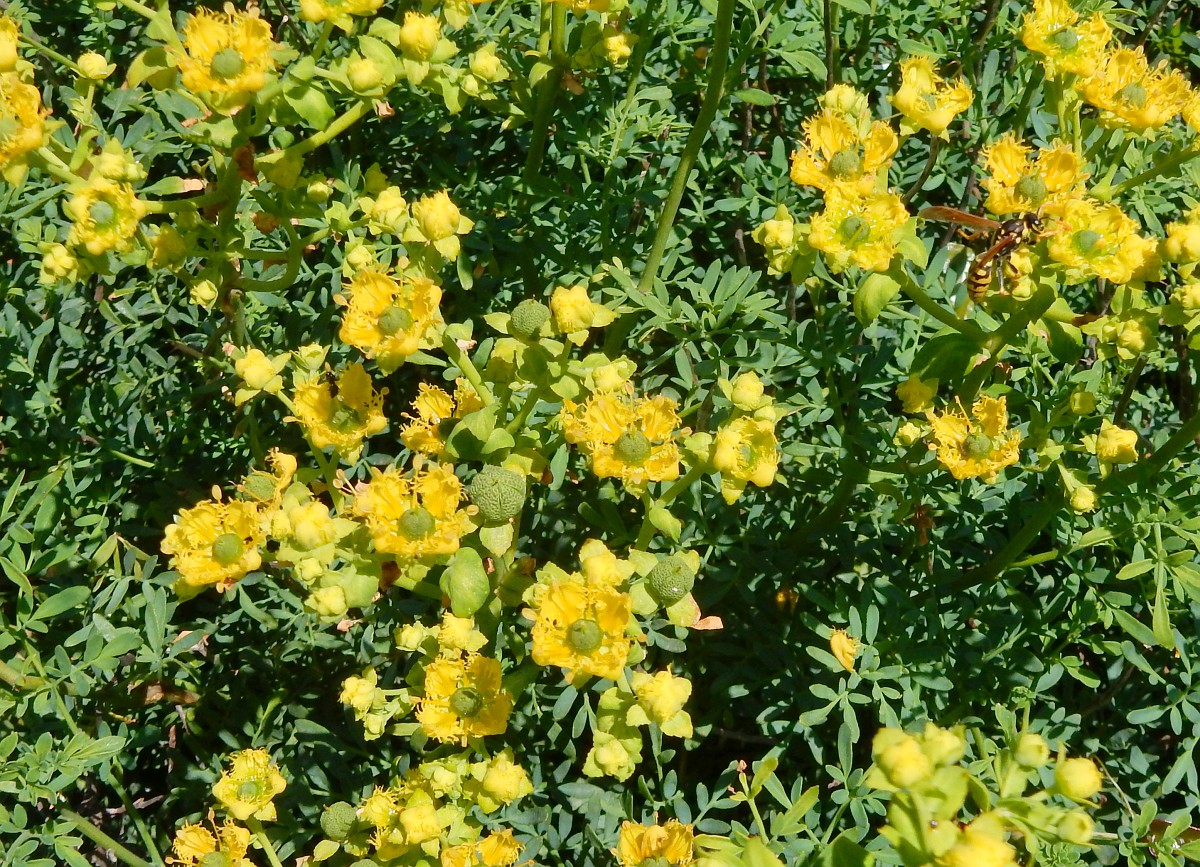 Ruta chalepensis, Fringed Rue