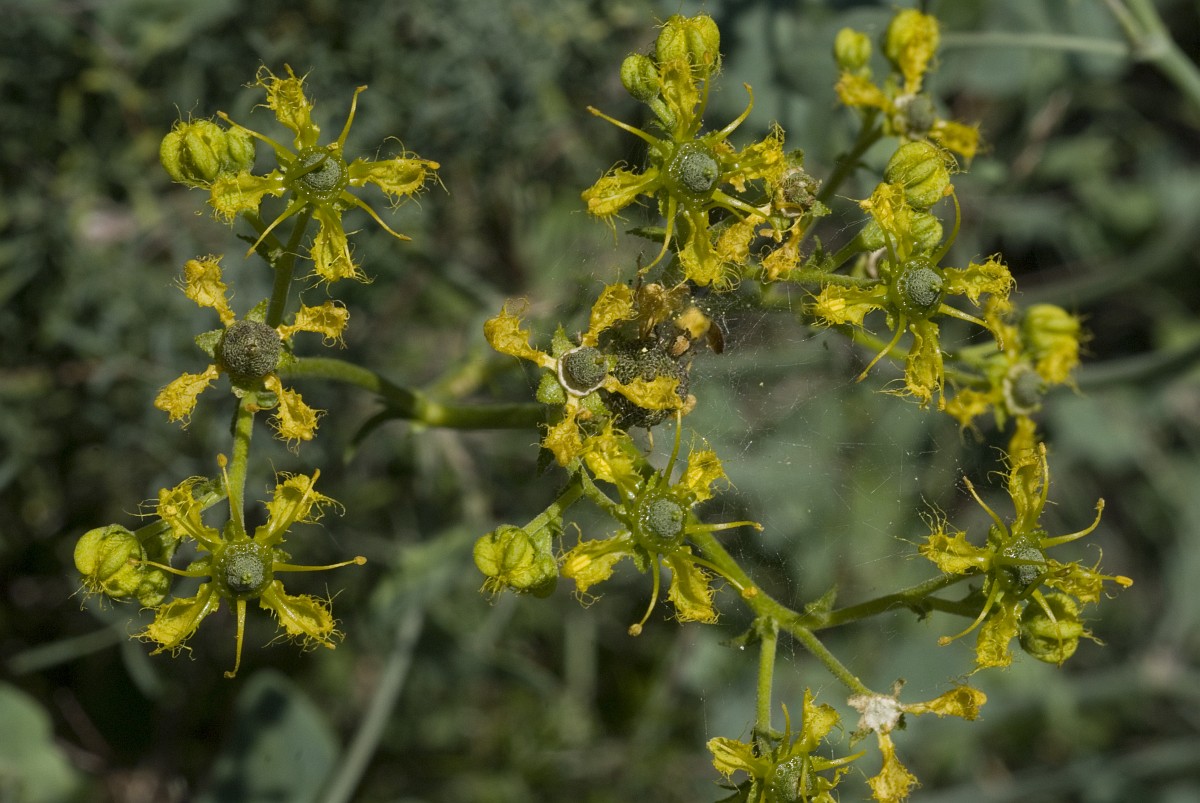 Ruta chalepensis, Fringed Rue