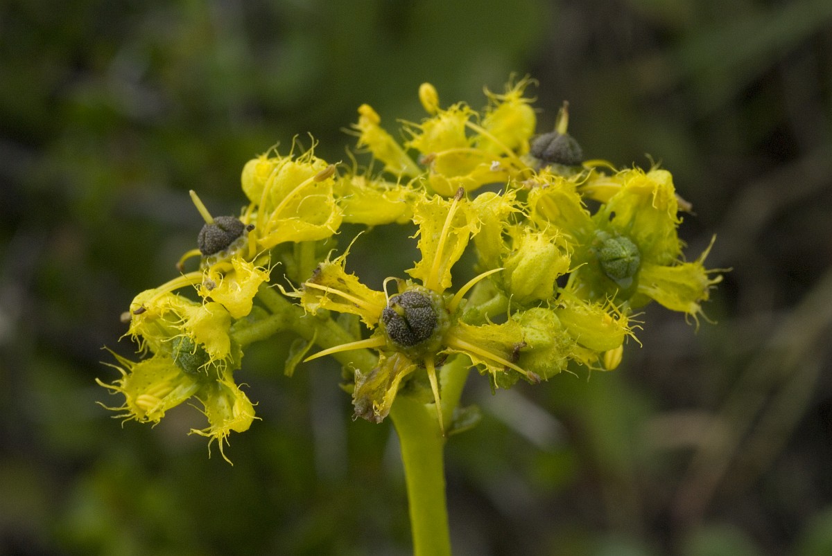 Ruta chalepensis, Fringed Rue
