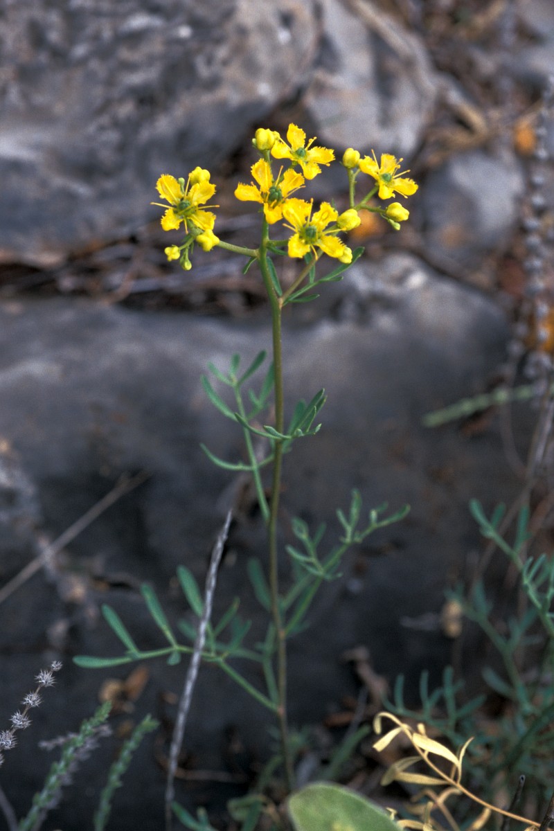Ruta chalepensis, Fringed Rue