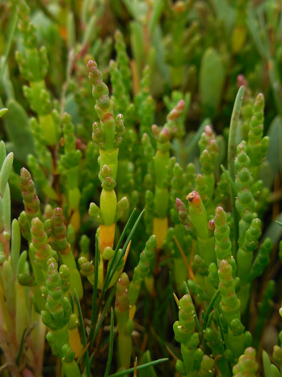 Salicornia pusilla