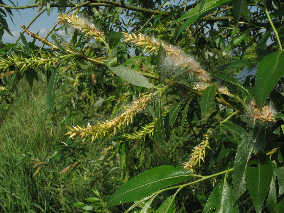Salix fragilis, Crack Willow