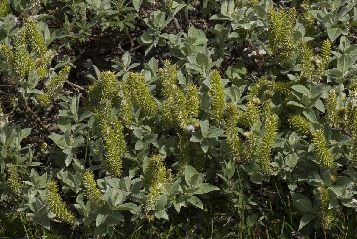 Salix lanata, Woolly Willow