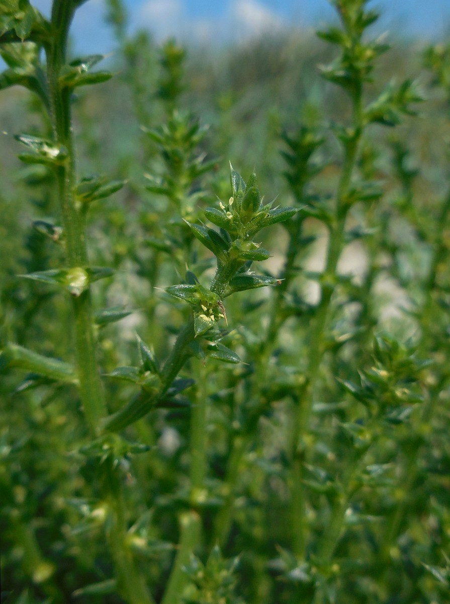 Salsola kali
