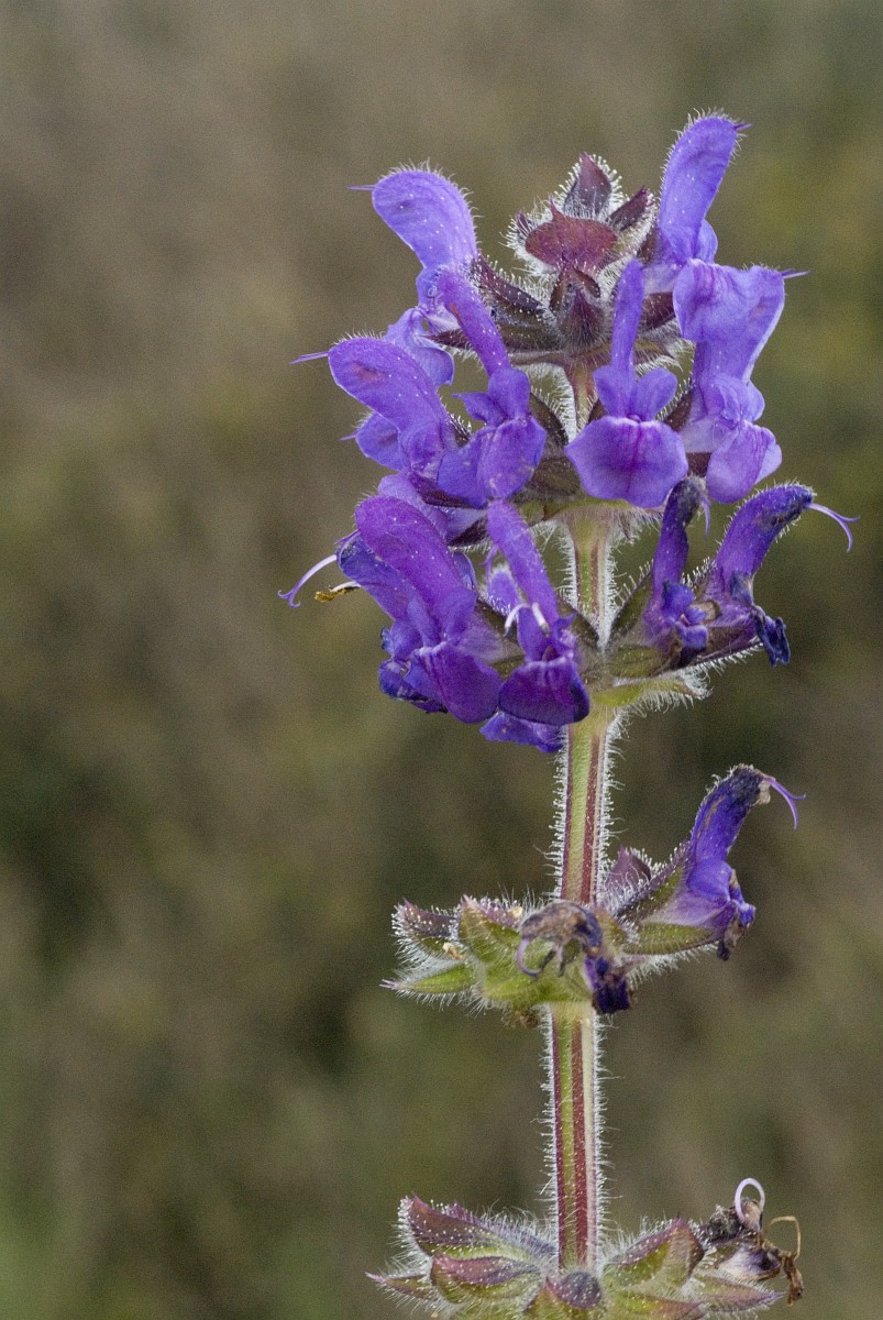 Salvia verbenaca, Wild Clary