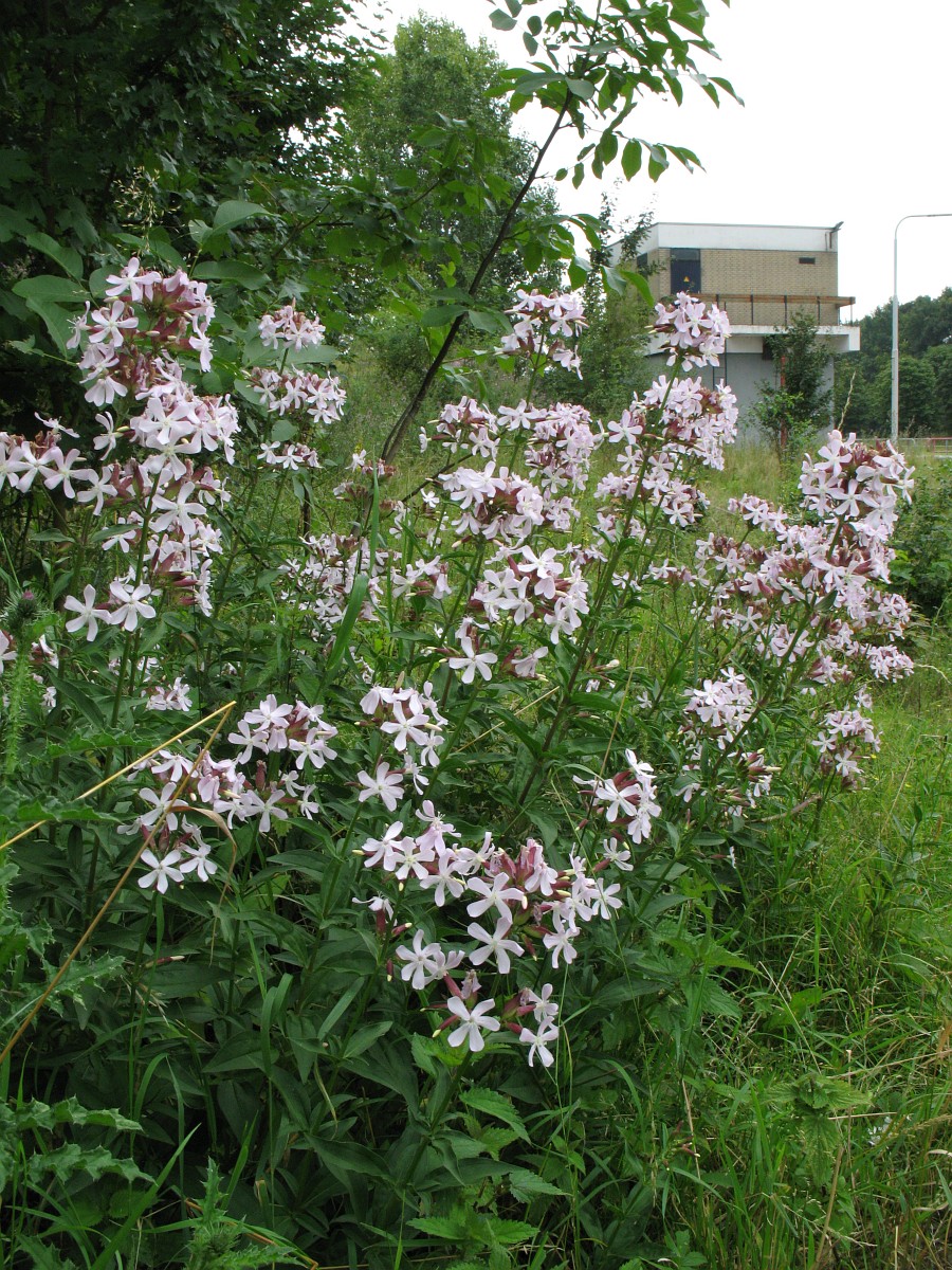 Saponaria officinalis, Soapwort