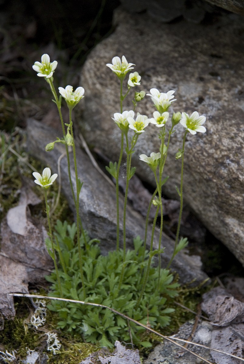 Saxifraga cespitosa, Tufted Alpine Saxifrage