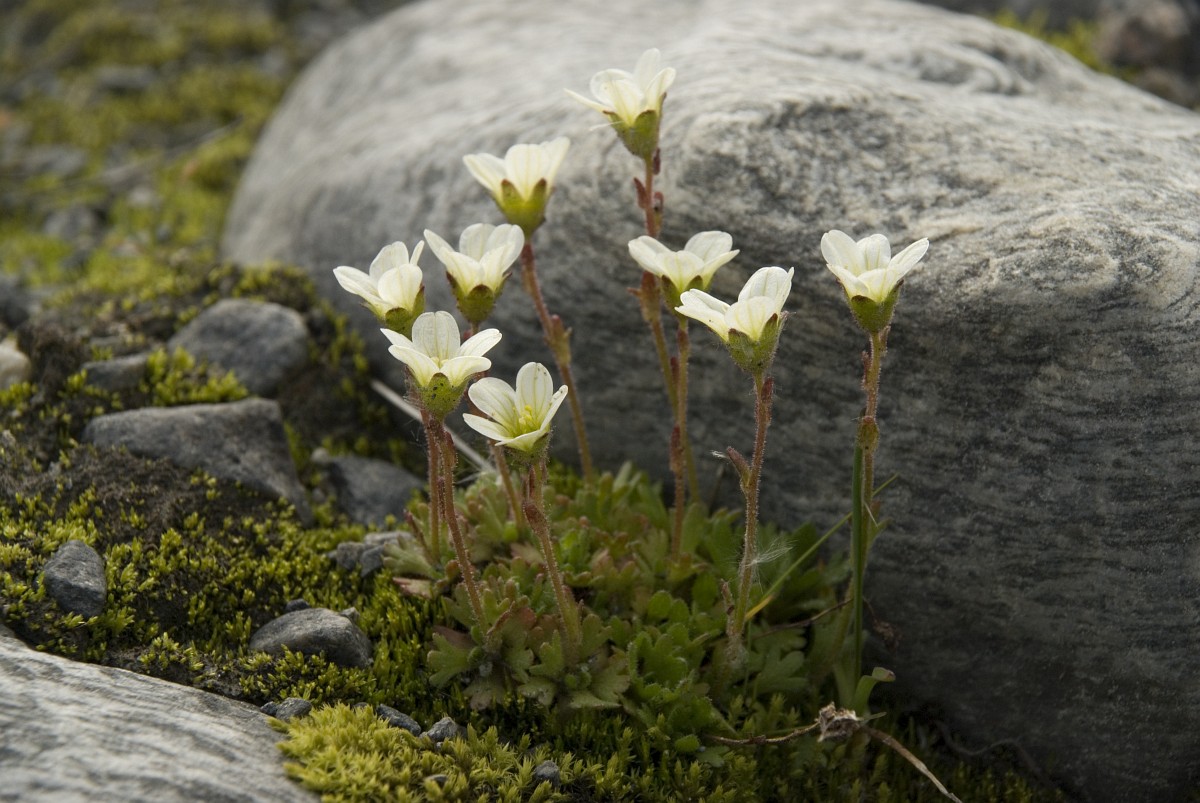 Saxifraga cespitosa, Tufted Alpine Saxifrage