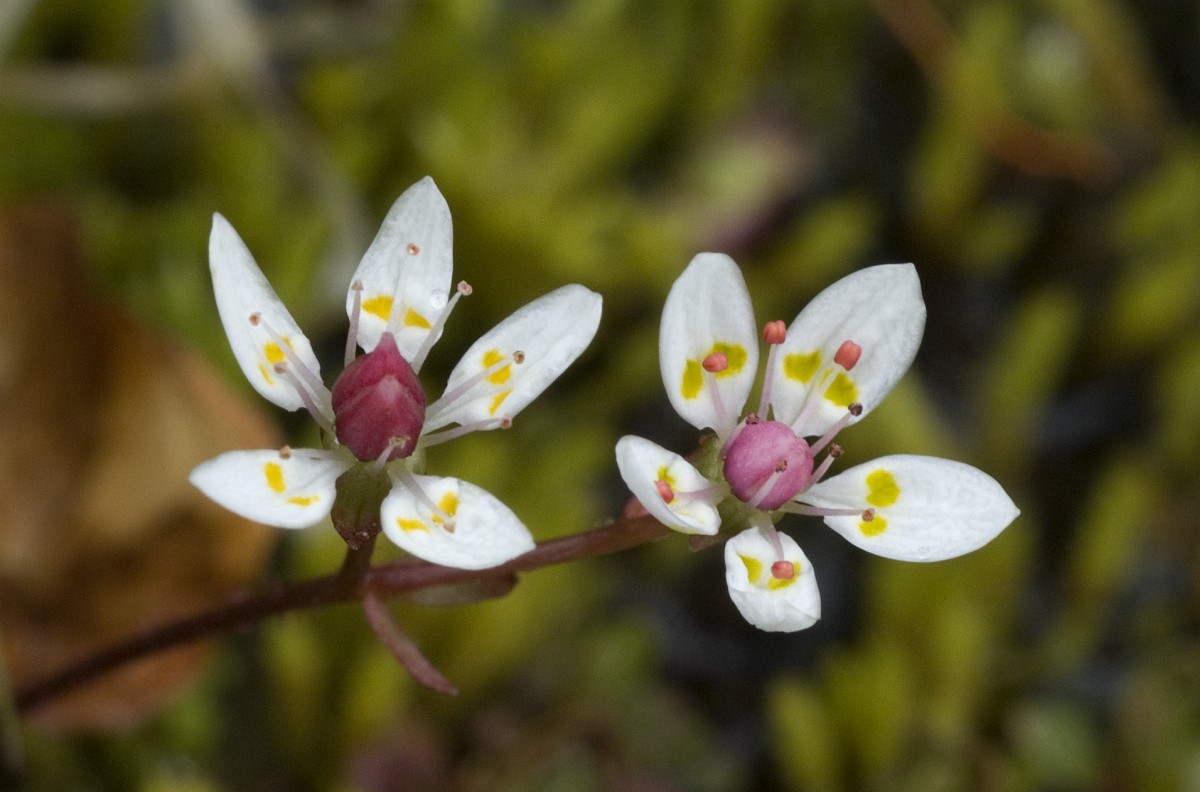 Saxifraga stellaris, Starry Saxifrage