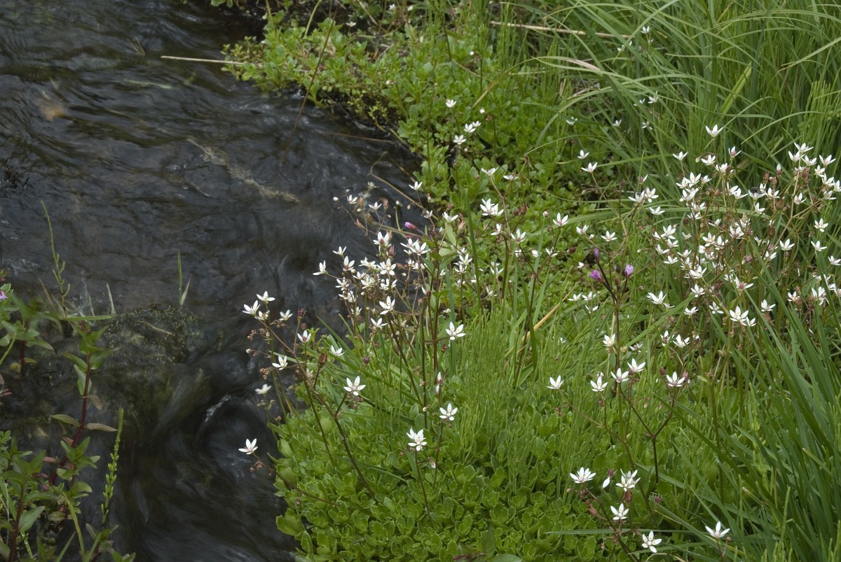 Saxifraga stellaris, Starry Saxifrage