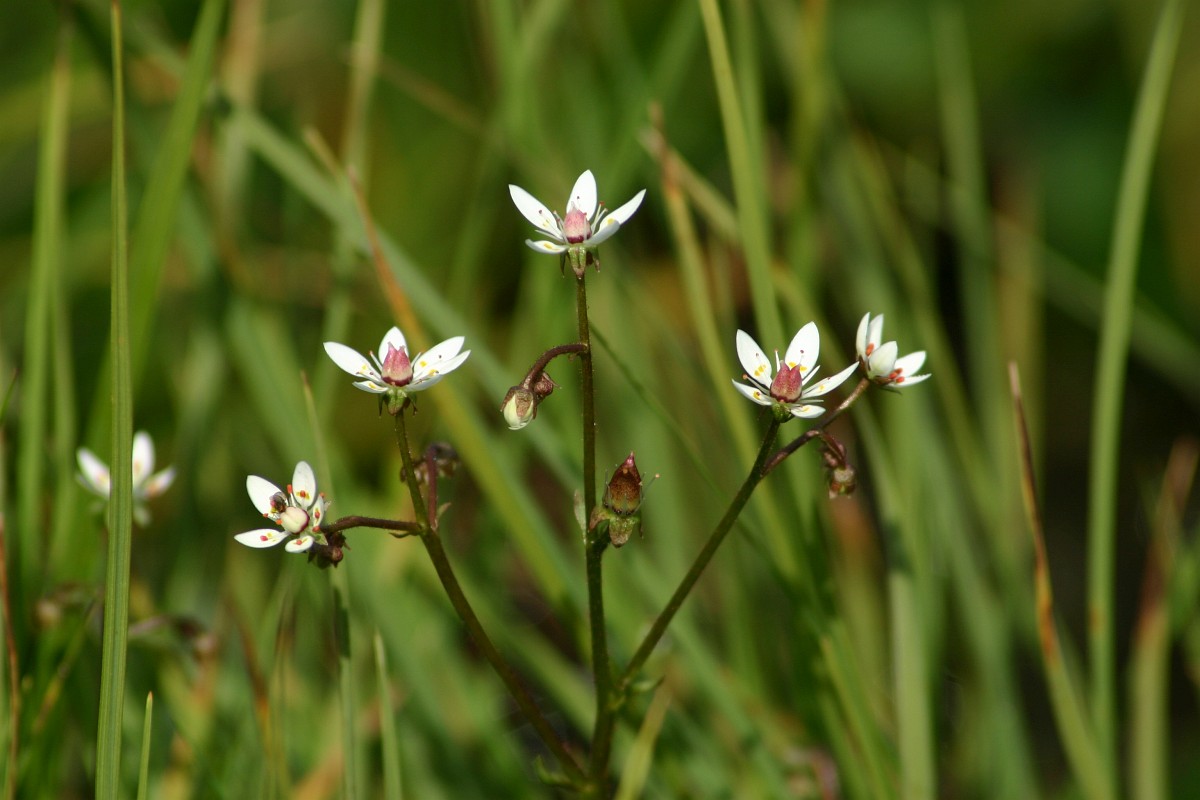 Saxifraga stellaris, Starry Saxifrage
