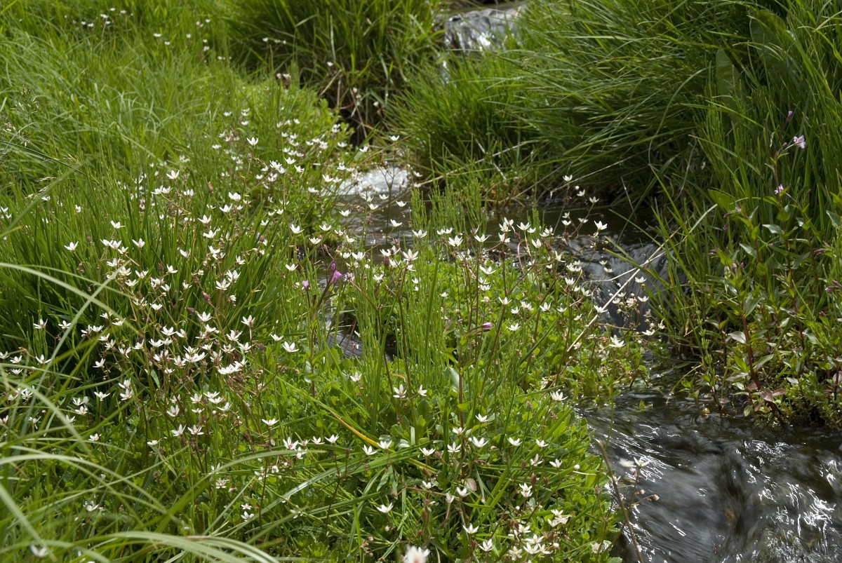 Saxifraga stellaris, Starry Saxifrage