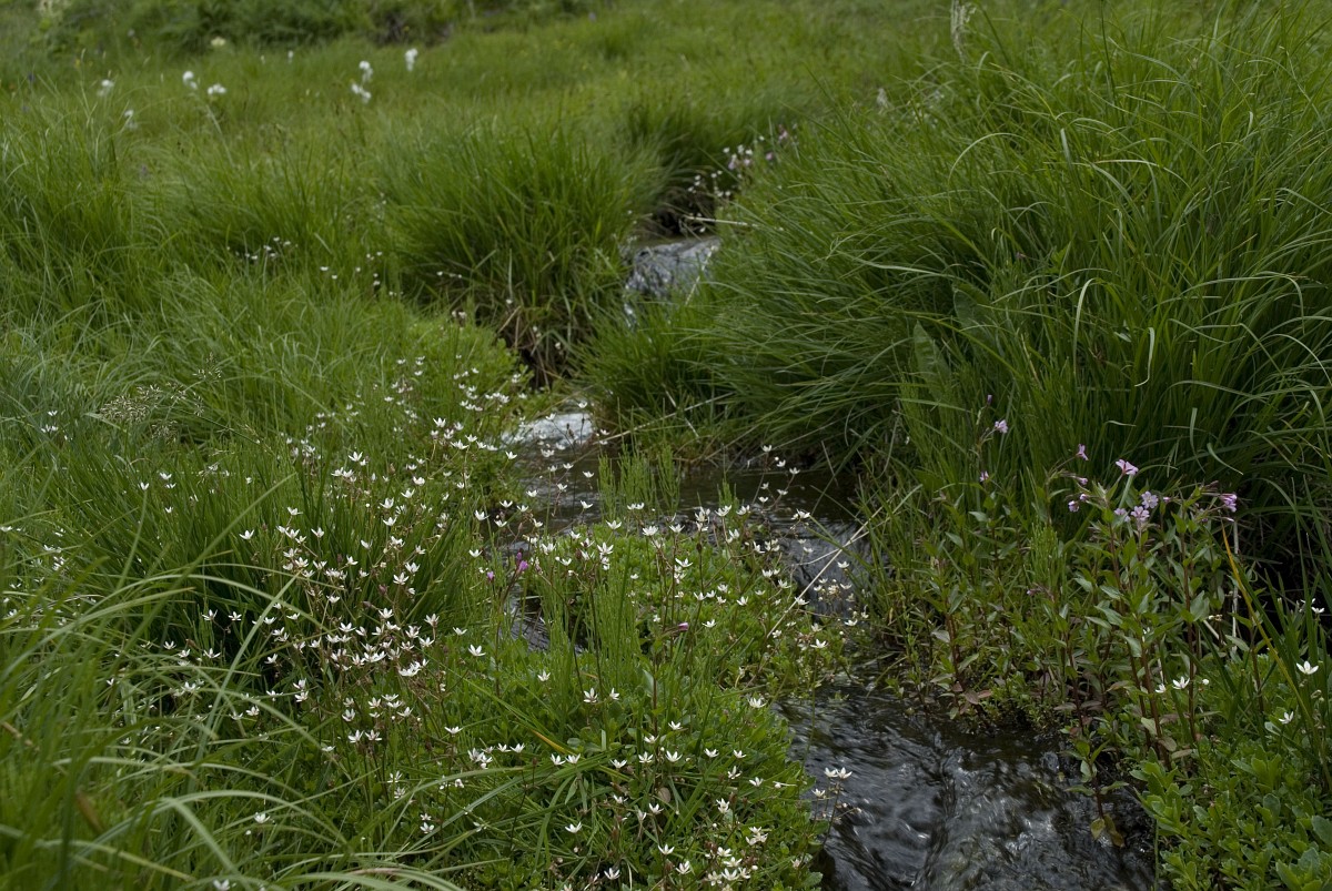 Saxifraga stellaris, Starry Saxifrage
