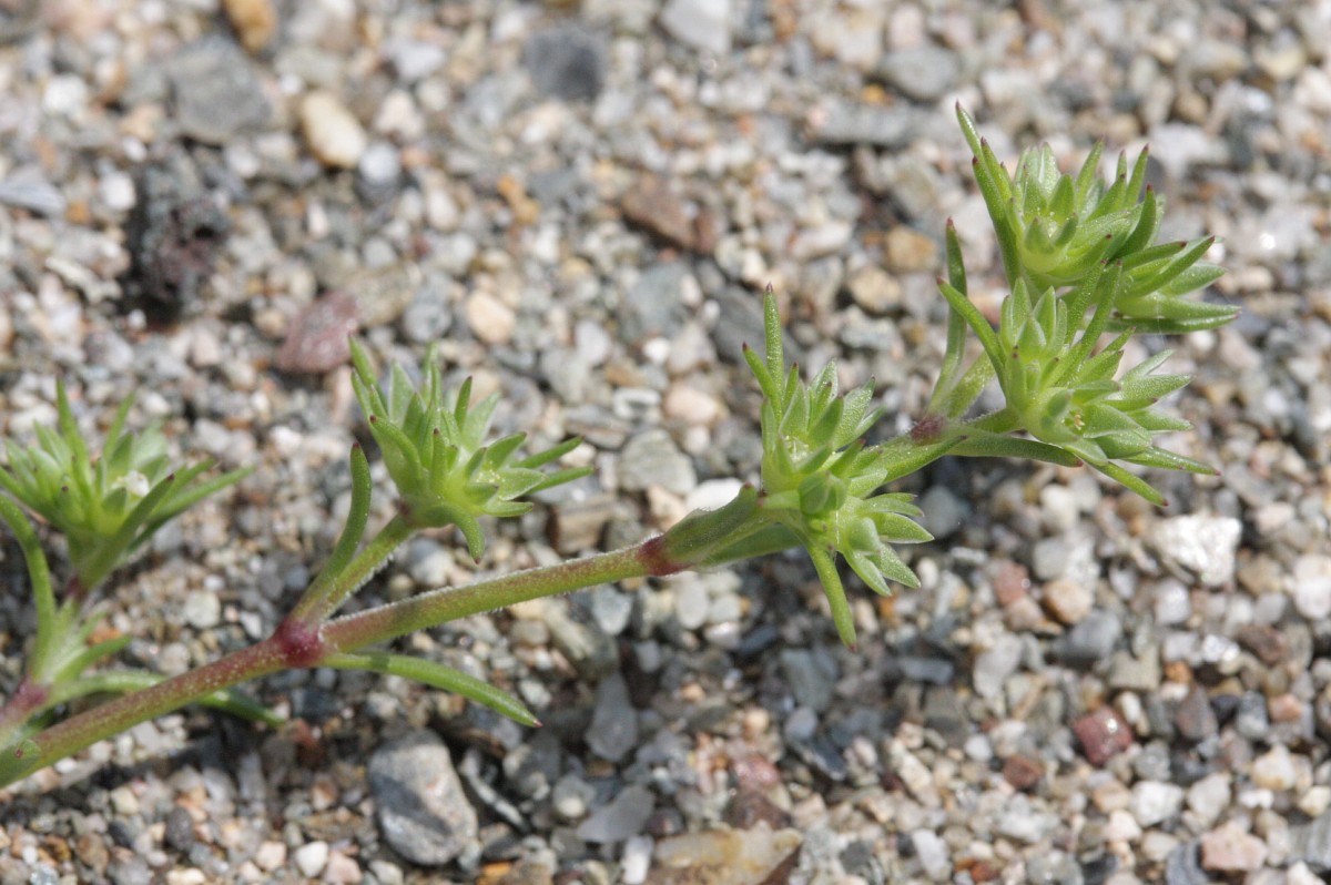 Scleranthus perennis, Perennial Knawel