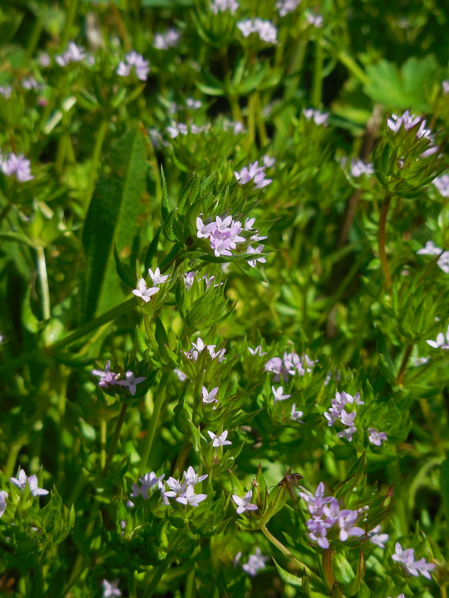 Sherardia arvensis, Blue Fieldmadder
