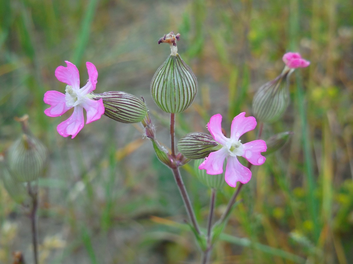 Silene conica, Striped corn Catchfly