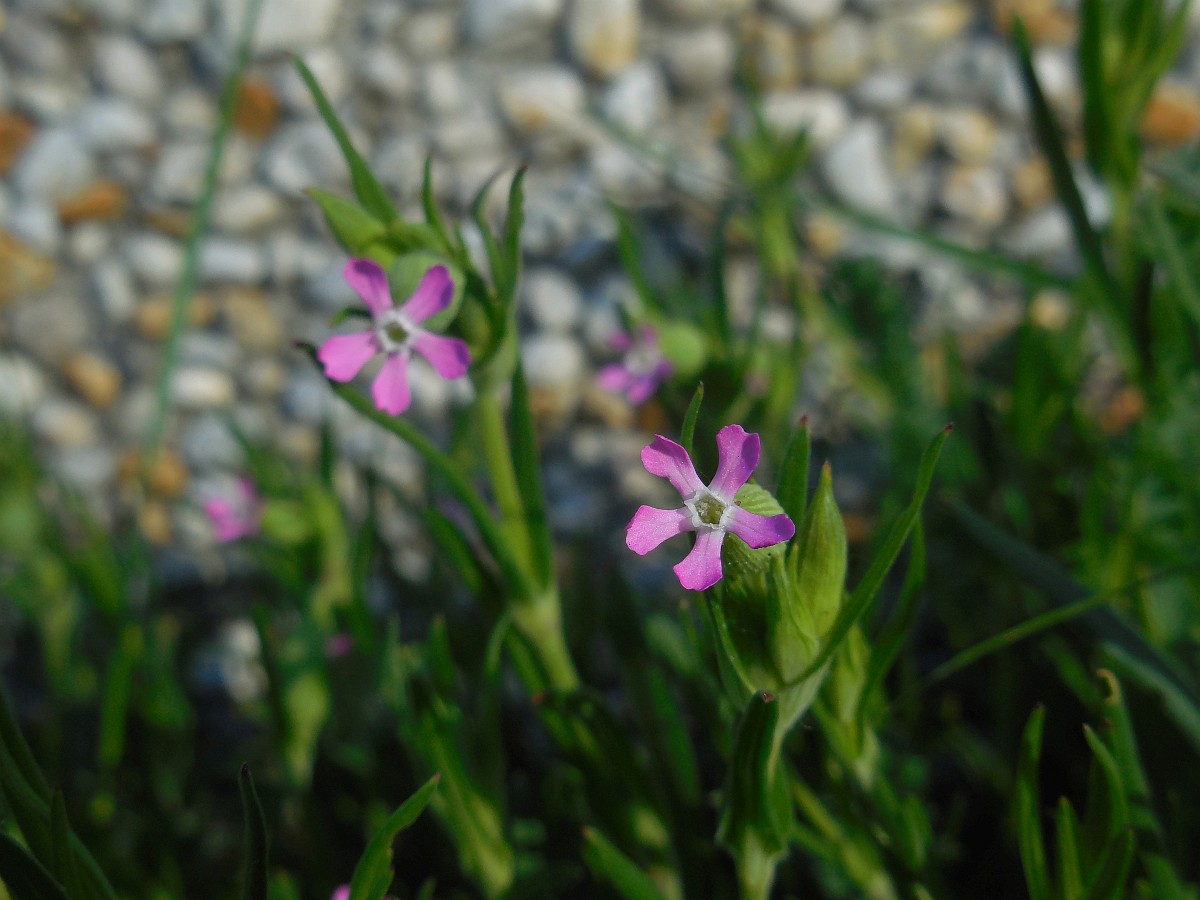 Silene conica, Striped corn Catchfly