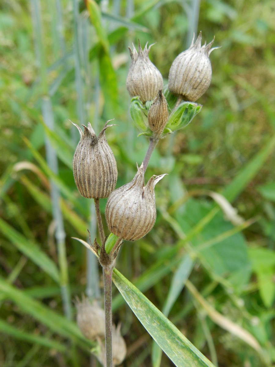 Silene conica, Striped corn Catchfly