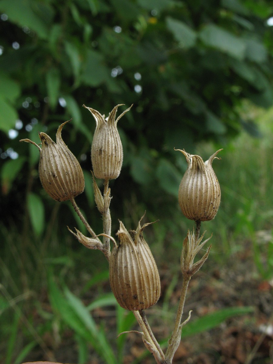 Silene conica, Striped corn Catchfly
