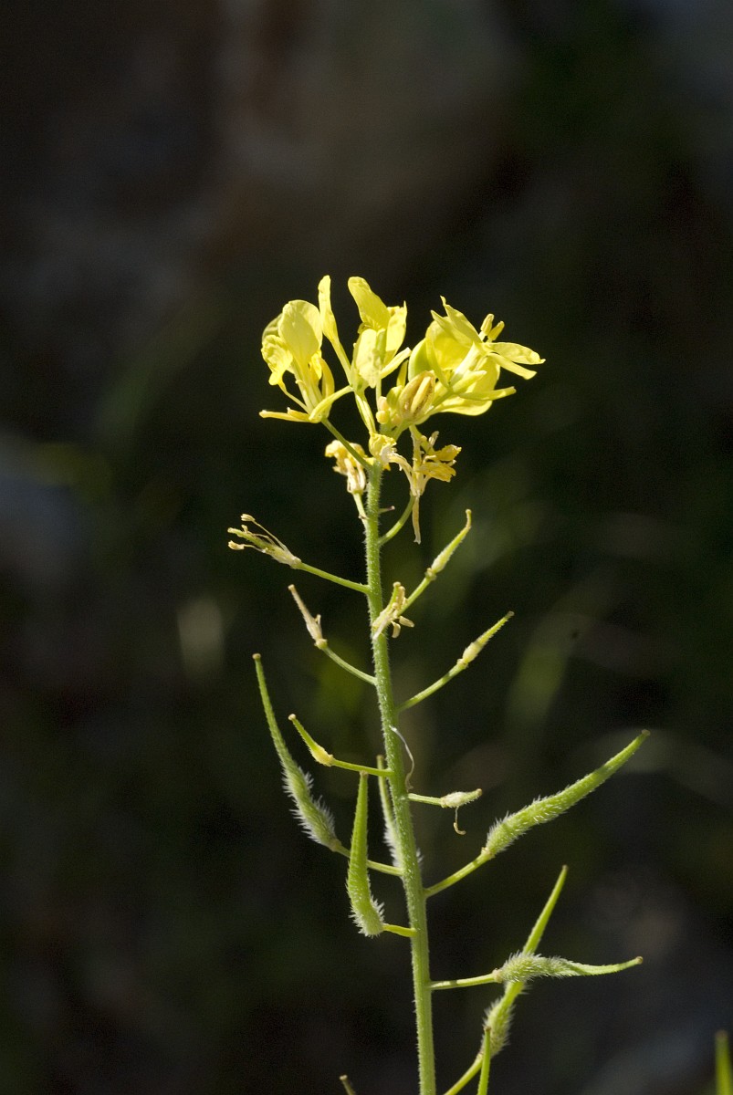 Sinapis alba, White Mustard