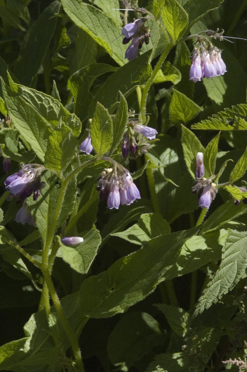 Sisymbrium officinale, Hedge Mustard