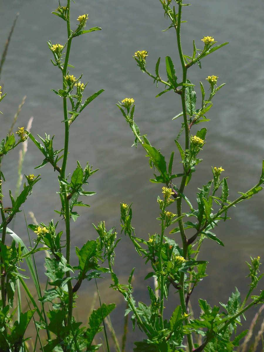 Sisymbrium officinale, Hedge Mustard