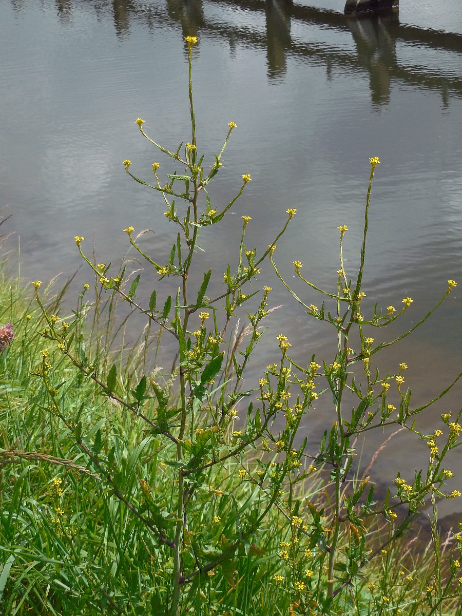 Sisymbrium officinale, Hedge Mustard