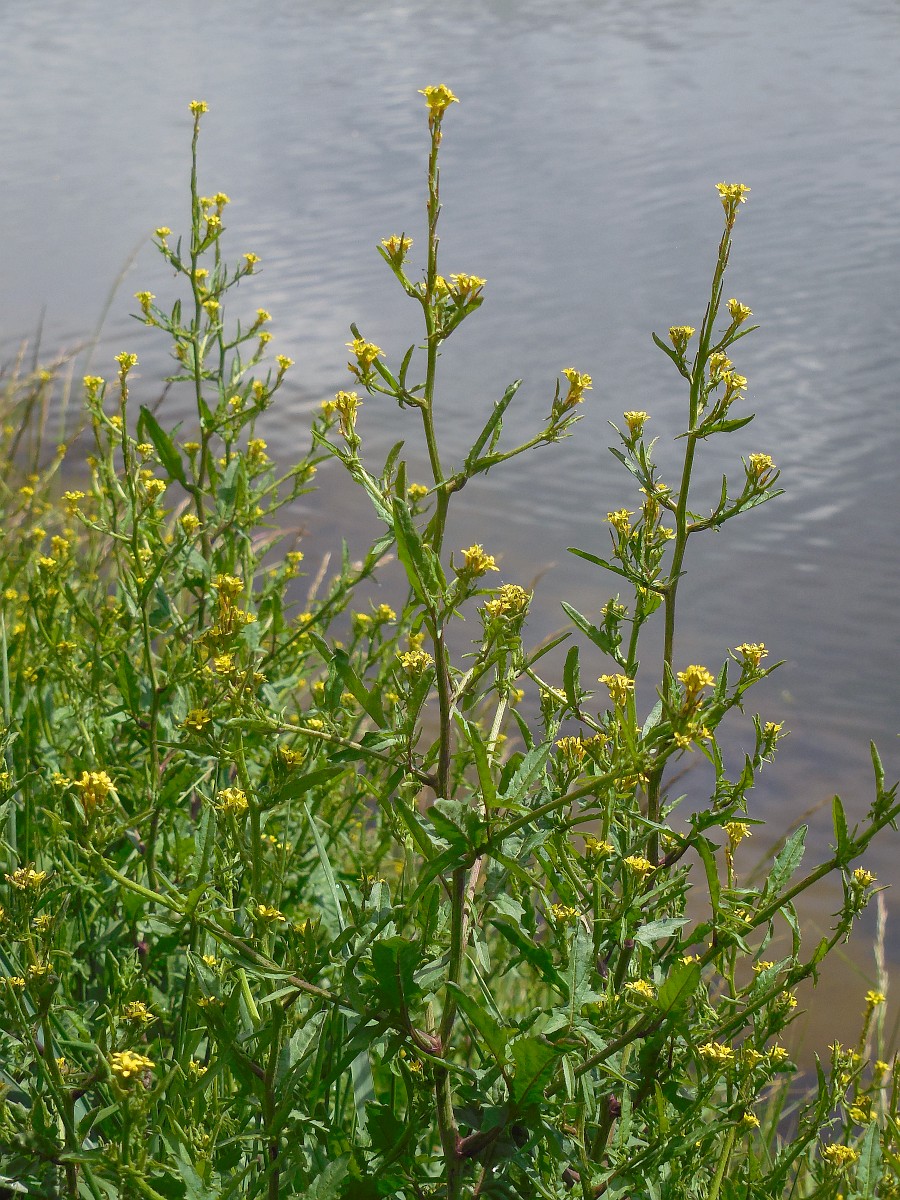 Sisymbrium officinale, Hedge Mustard