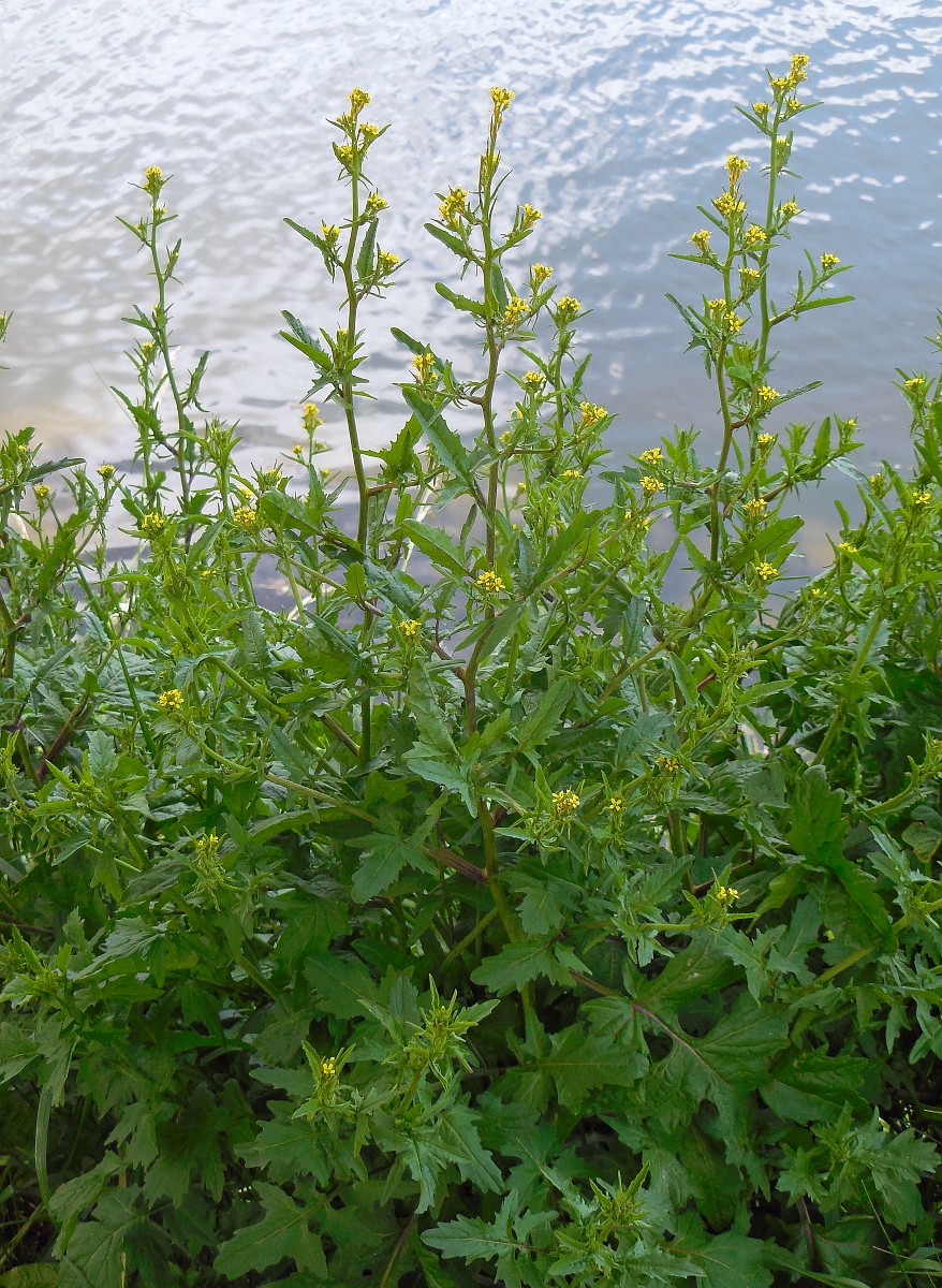 Sisymbrium officinale, Hedge Mustard