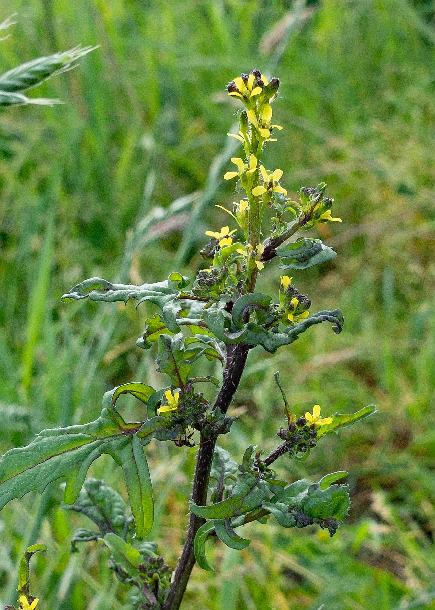 Sisymbrium officinale, Hedge Mustard